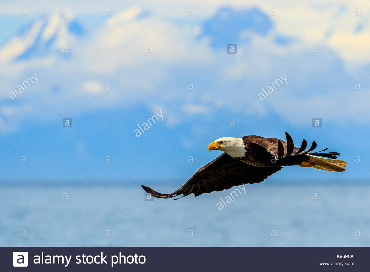 Bald eagle flying close up hi-res stock photography and images - Alamy