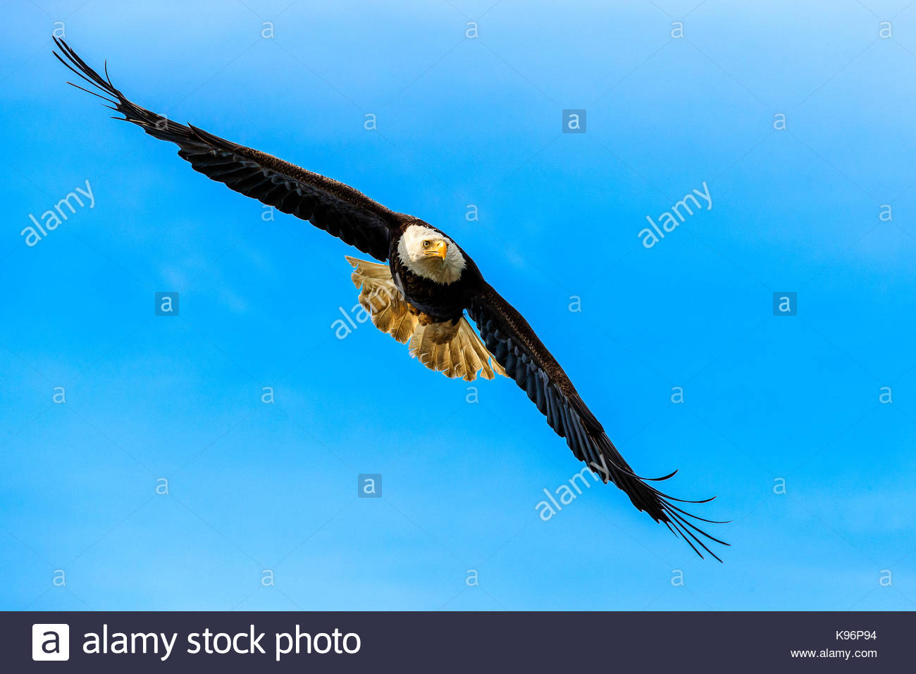 Bald Eagle, Haliaeetus leucocephalus, in flight along the shoreline in ...