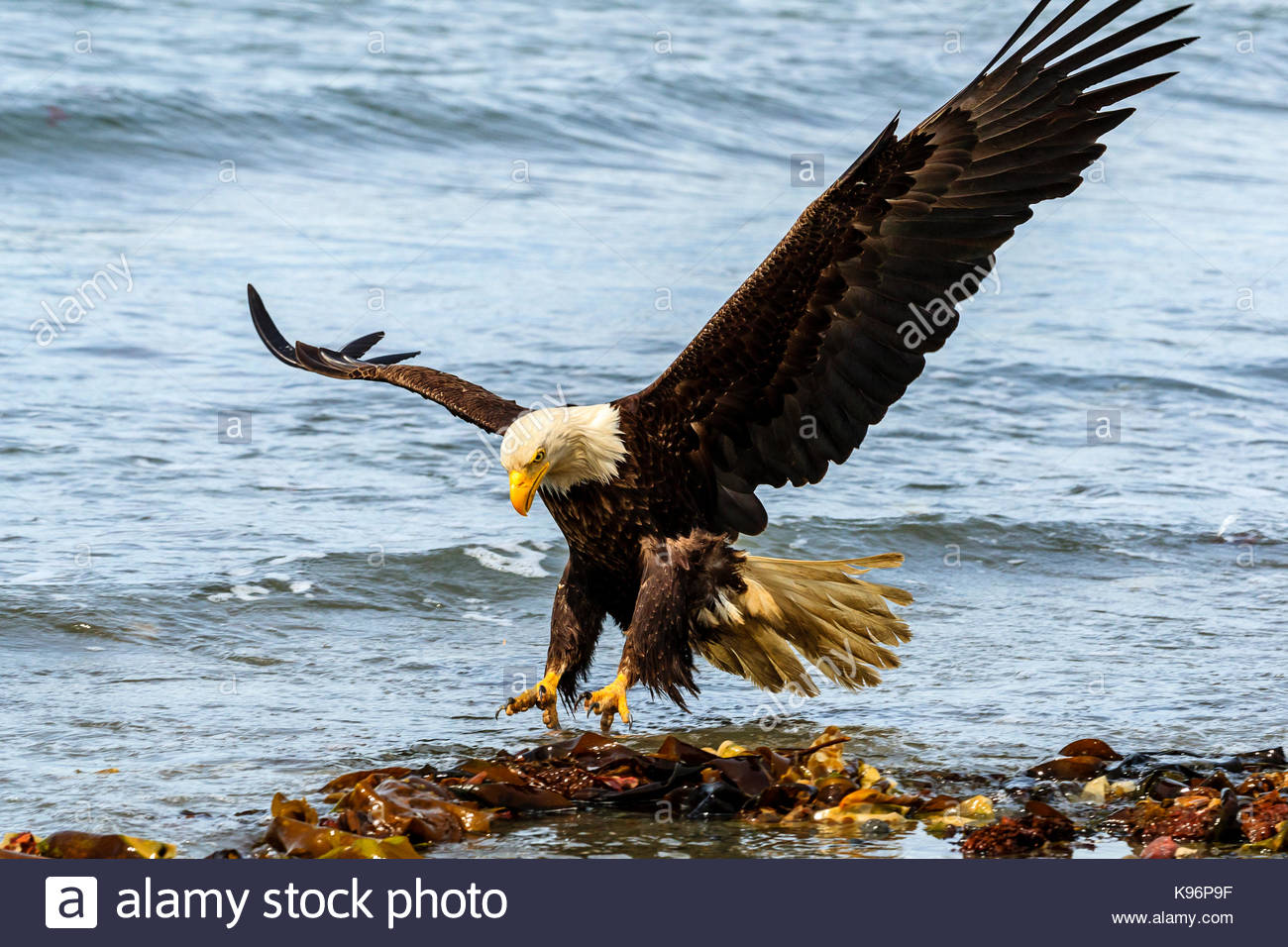 Bald Eagle, Haliaeetus leucocephalus, fishing along the shoreline in ...