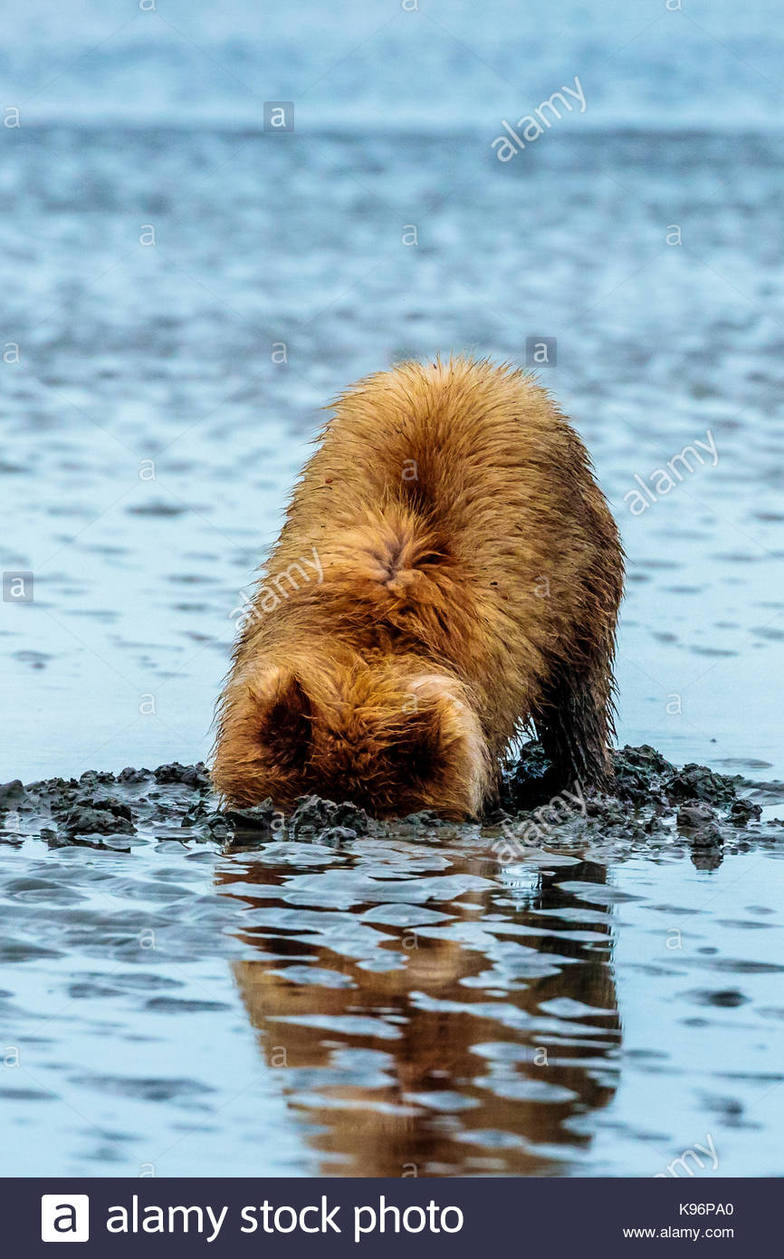 Brown bear eating clams hi-res stock photography and images - Alamy