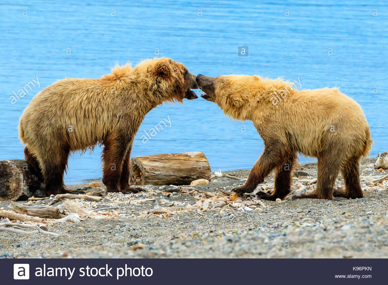 Yearling brown bear, Ursus arctos, cubs sparring along the Brooks River ...
