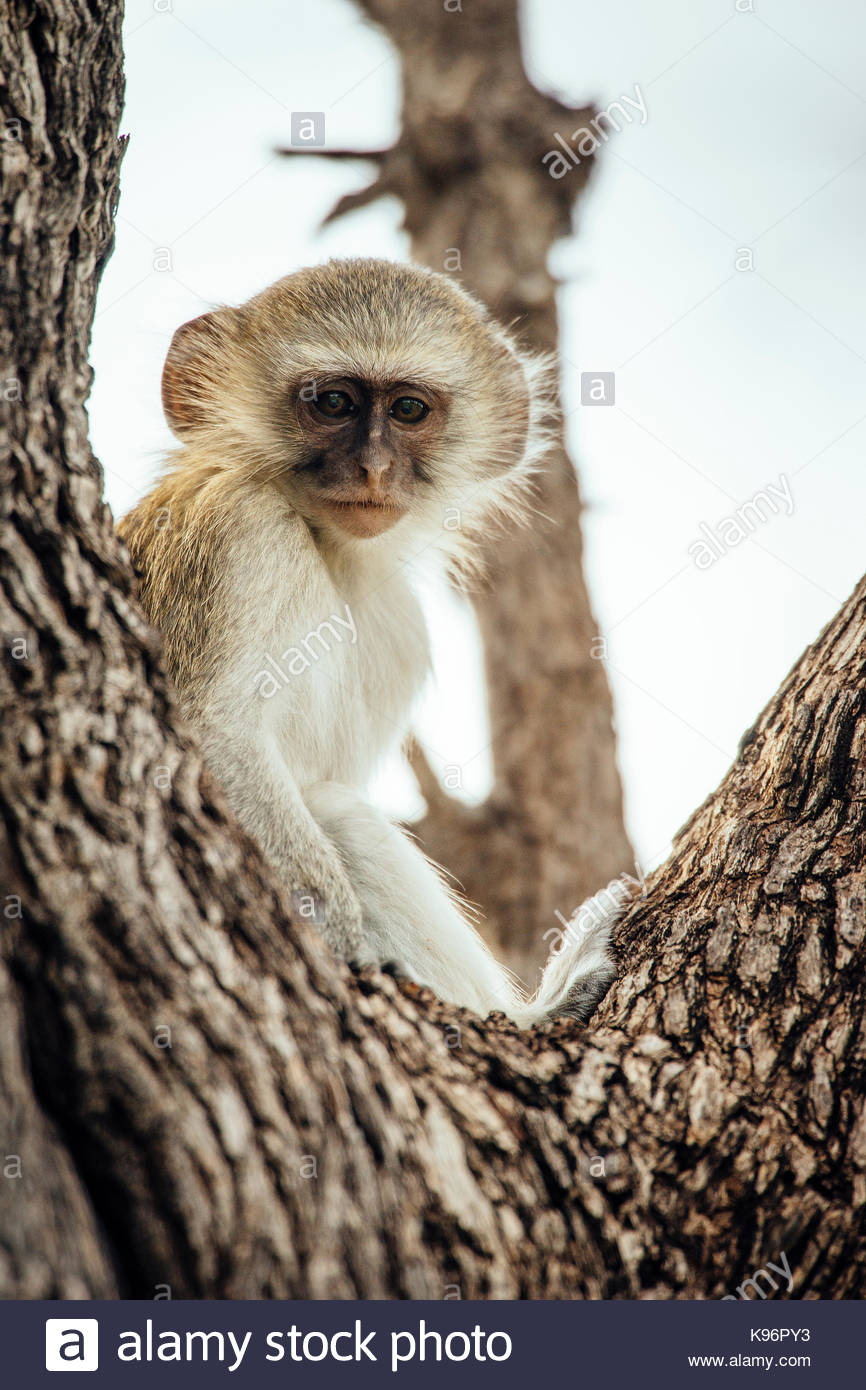 Cercopithecus Stock Photos & Cercopithecus Stock Images - Alamy