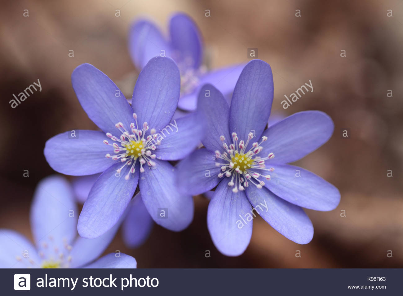 Hepatica Stock Photos & Hepatica Stock Images - Alamy