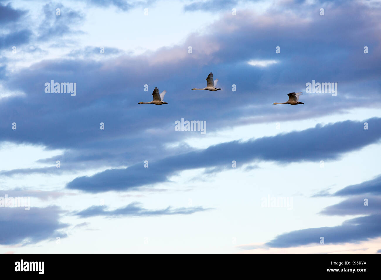 Birds in flight Stock Photo - Alamy