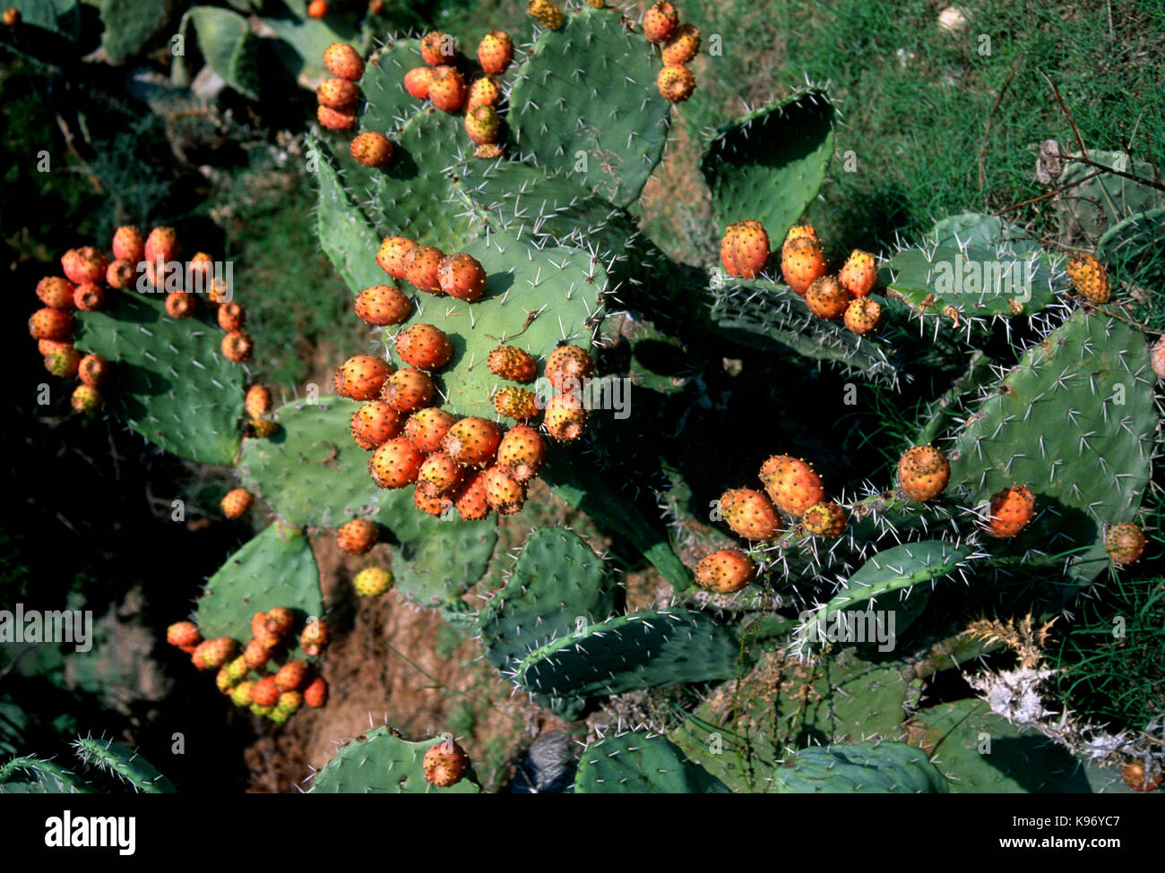 "Barbary Fig" or Opuntia ficus-indica is a species of cactus that has ...