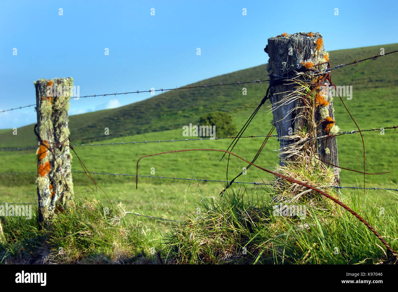 Cattle ranching hawaii hi-res stock photography and images - Alamy