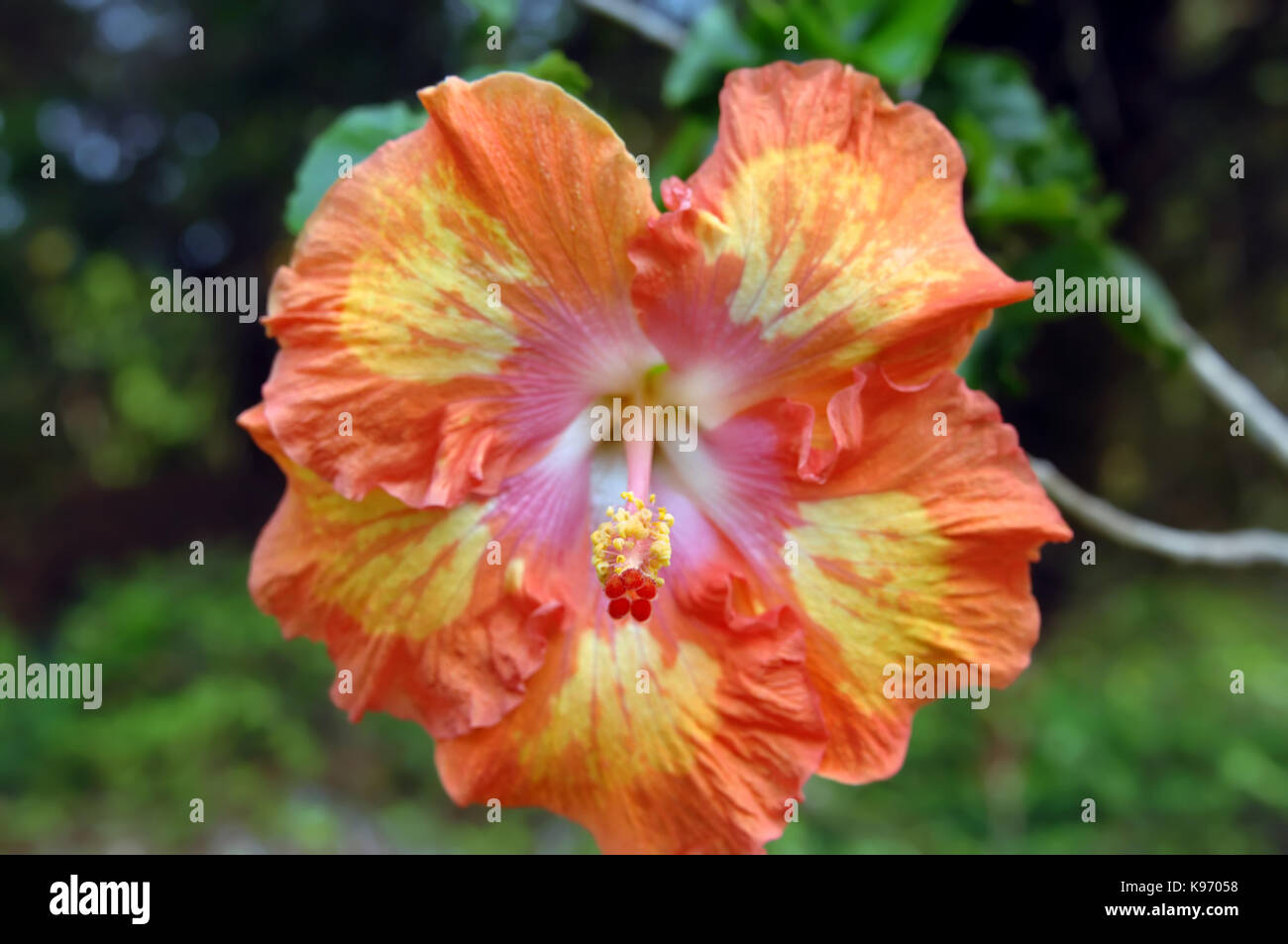 Large multi colored hibiscus grows on the island of Maui in Hawaii ...