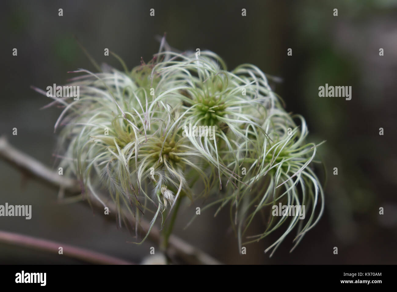 Wispy plant hi-res stock photography and images - Alamy