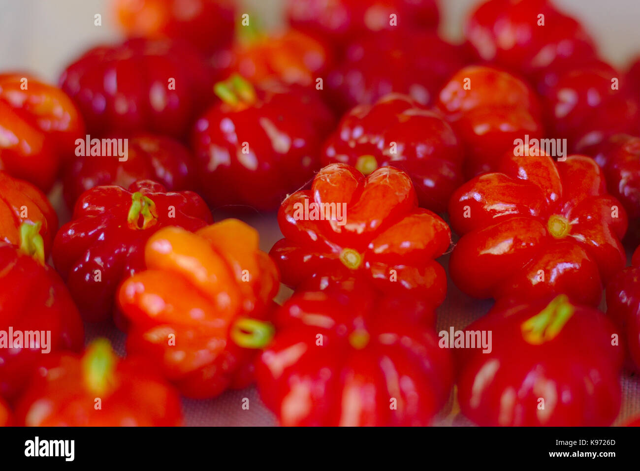 Pitangas hi-res stock photography and images - Alamy