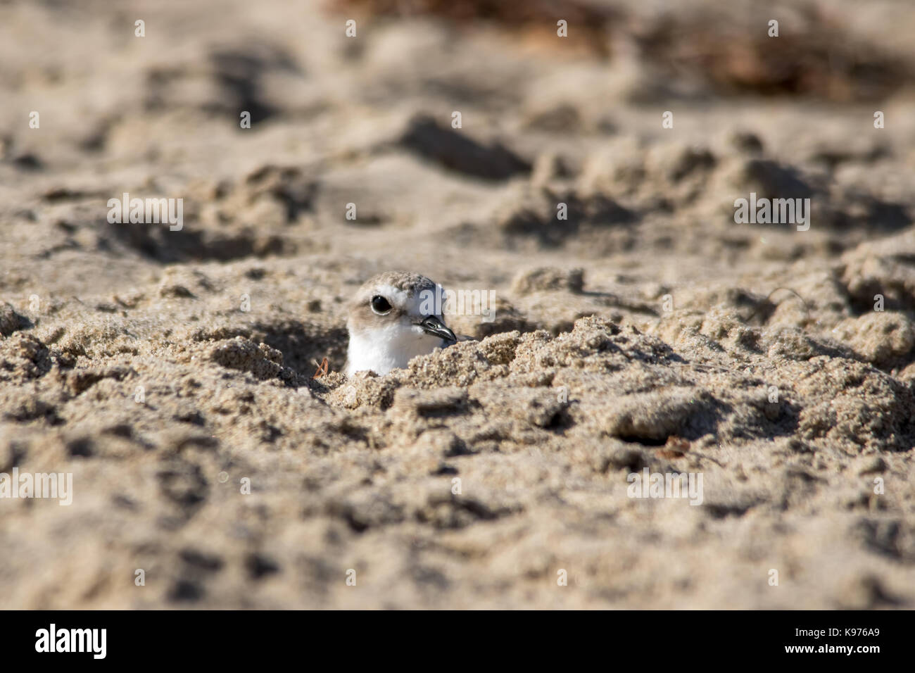 The Cute Little Snowy Plover Walking Around the Beach Stock Photo - Alamy