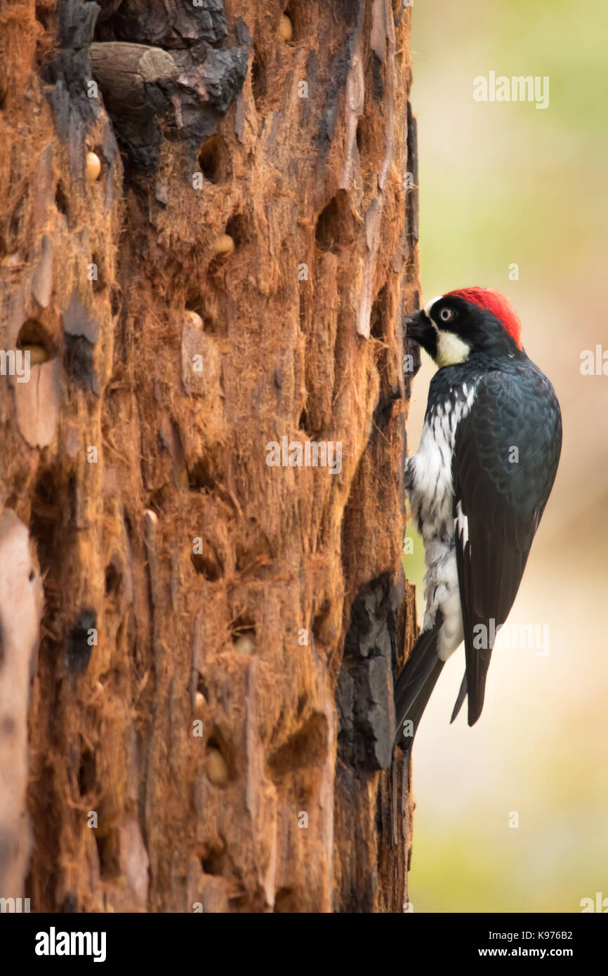 The Acorn Woodpicker Picking Tree Trunk for Acorn Stock Photo - Alamy