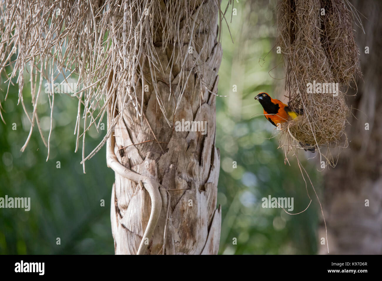 Brazilian Pantanal - Campo troupial Bird Stock Photo - Alamy