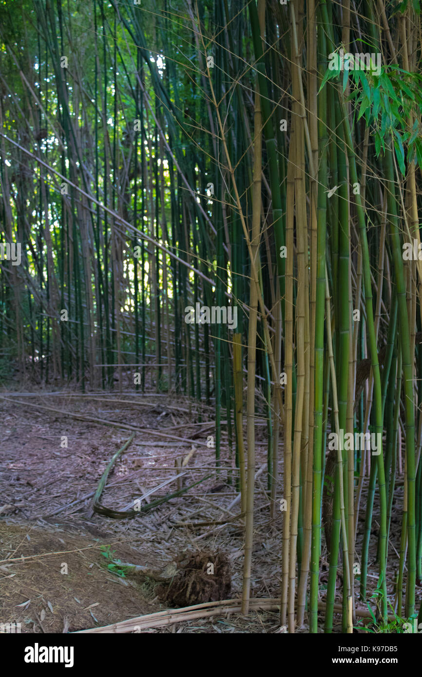 Tough bamboo hi-res stock photography and images - Alamy