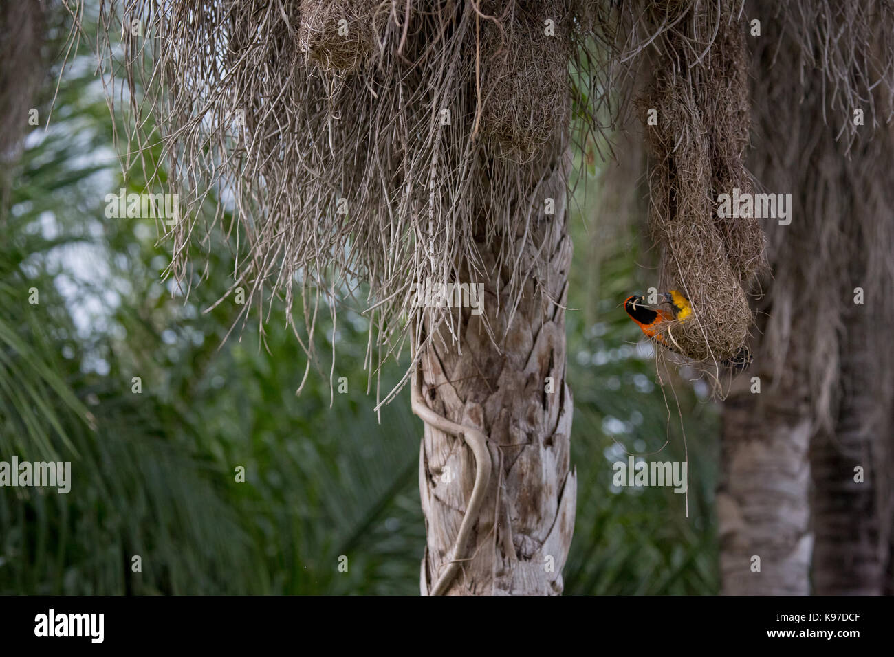 Brazilian Pantanal - Campo troupial Bird Stock Photo - Alamy