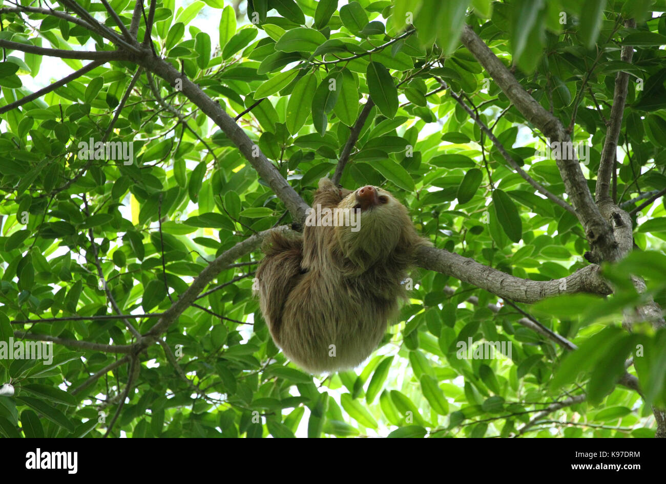 Sloth in the Jungle of Central America Stock Photo - Alamy
