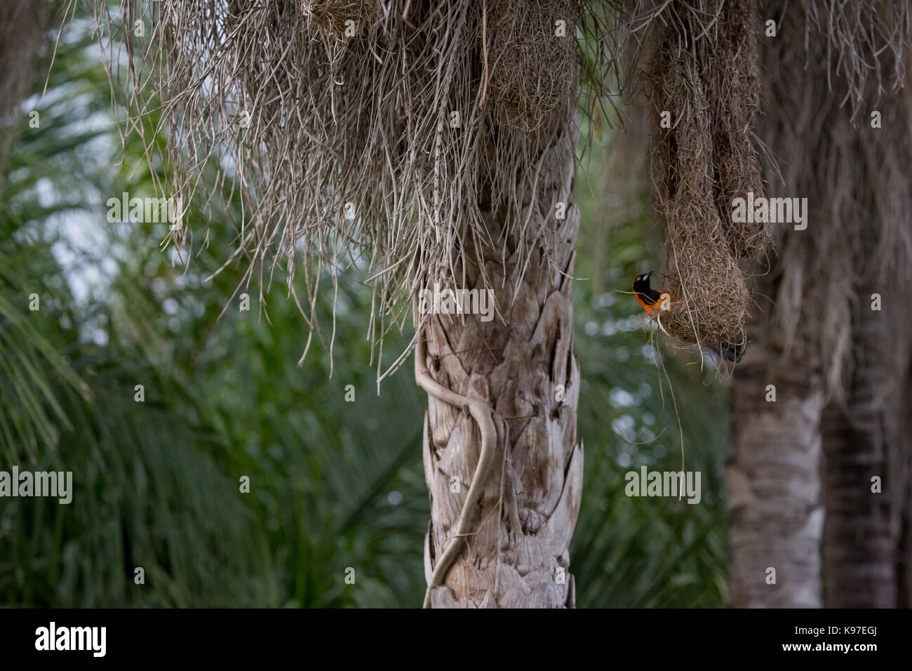 Brazilian Pantanal - Campo troupial Bird Stock Photo - Alamy