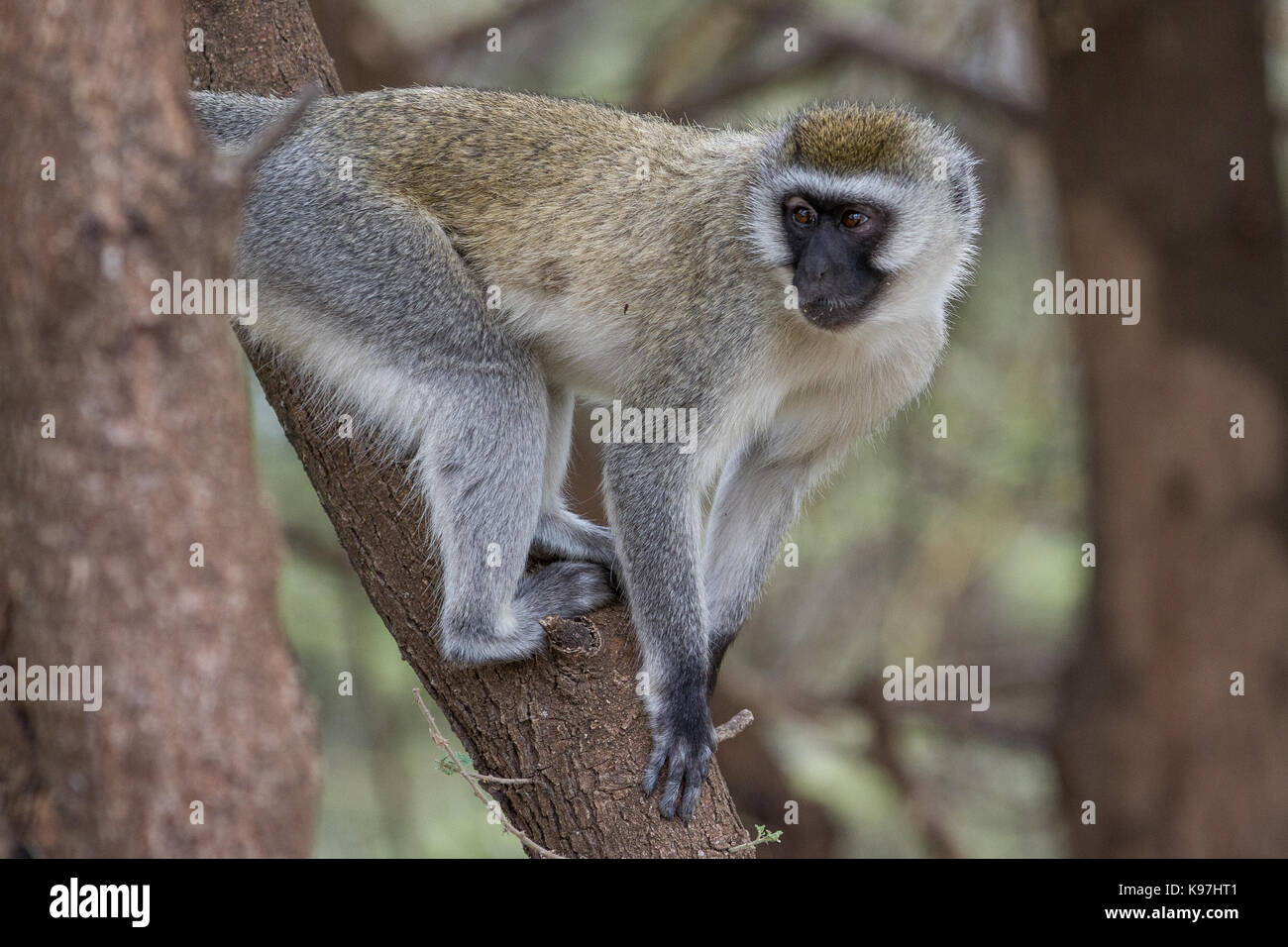 Velvet monkey hi-res stock photography and images - Alamy