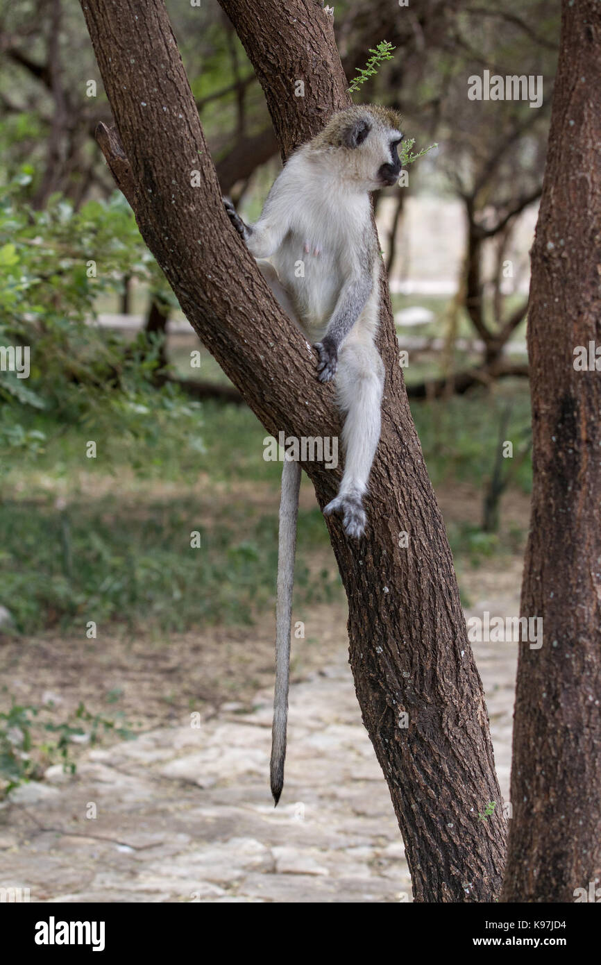 Velvet Monkey Stock Photos & Velvet Monkey Stock Images - Alamy