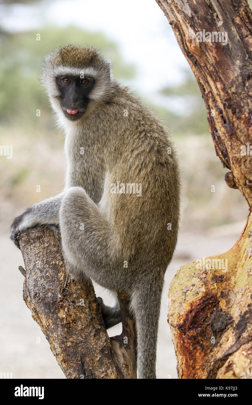 Velvet Monkey in Tarangire National Park Stock Photo - Alamy