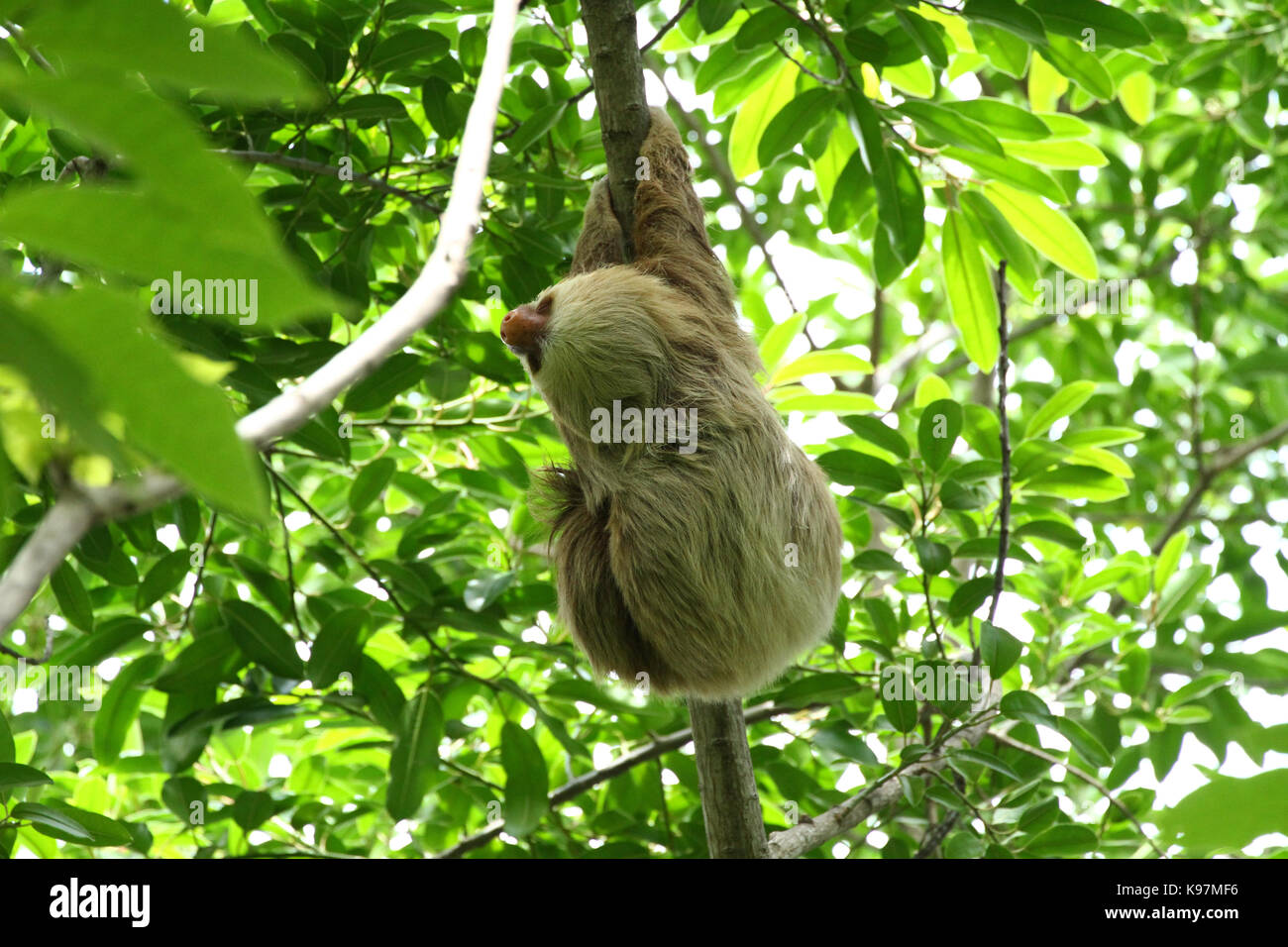Jungle sloth hi-res stock photography and images - Alamy