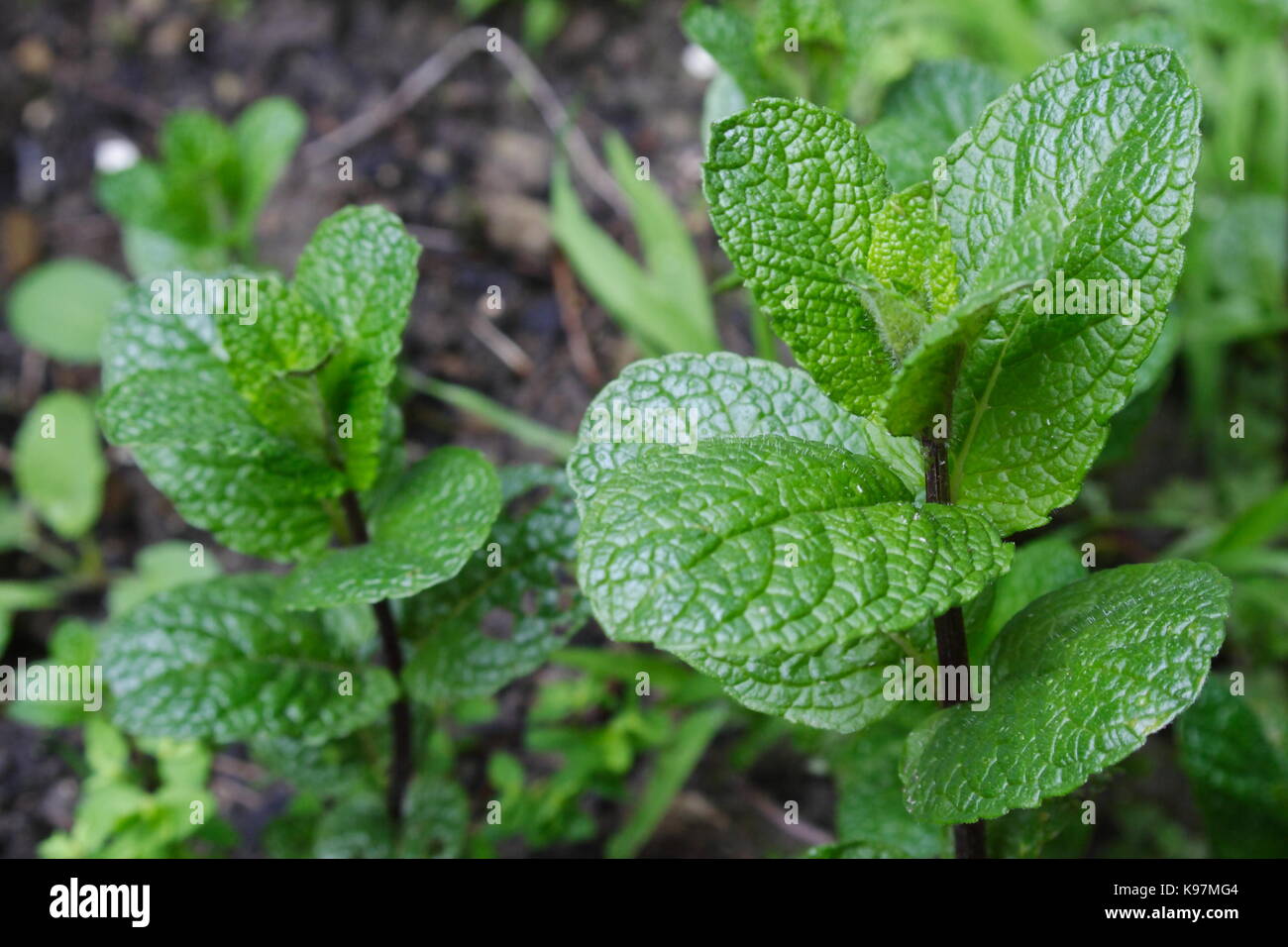 Common Garden Mint Stock Photo - Alamy