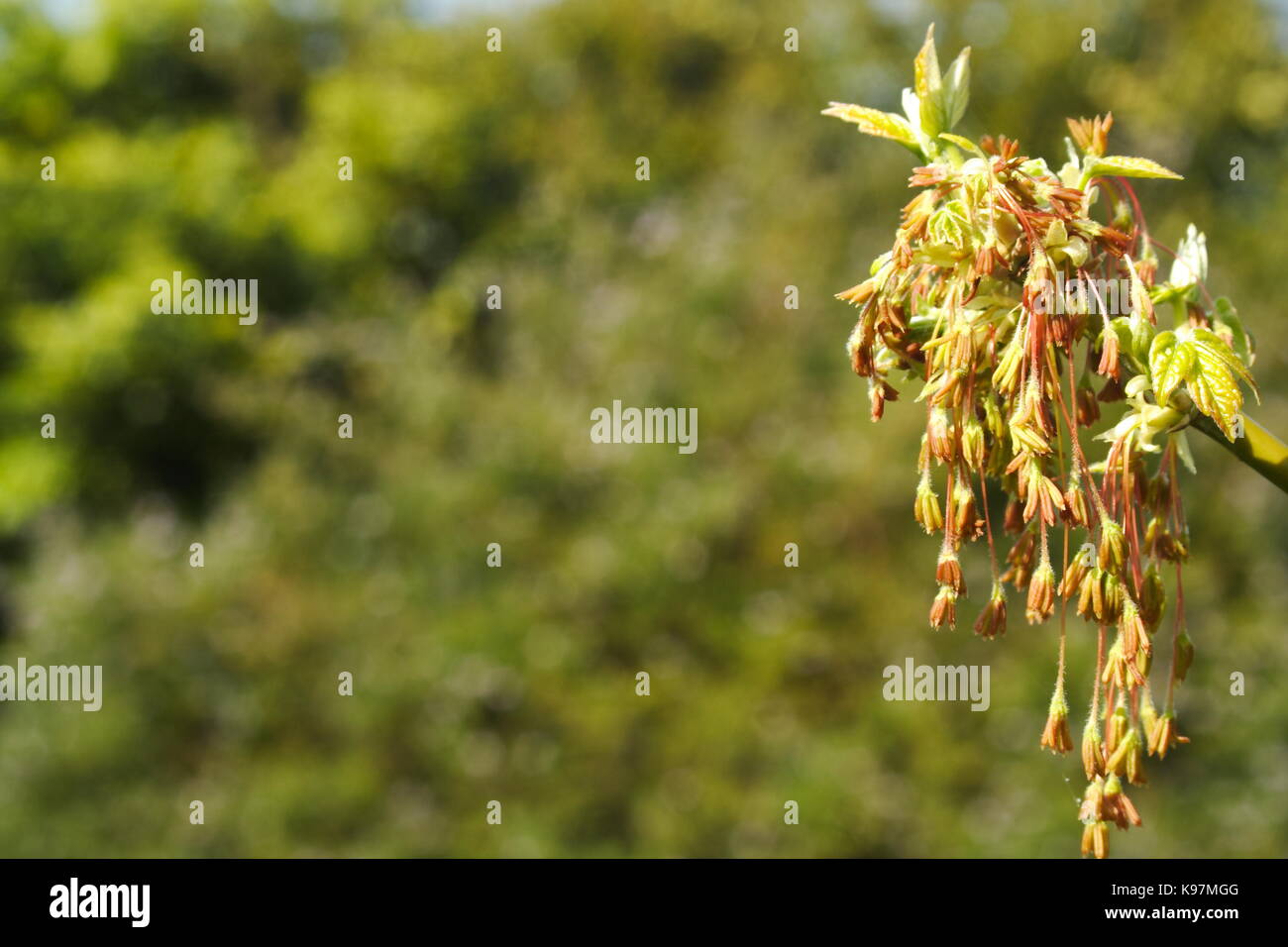 English plane tree hi-res stock photography and images - Alamy