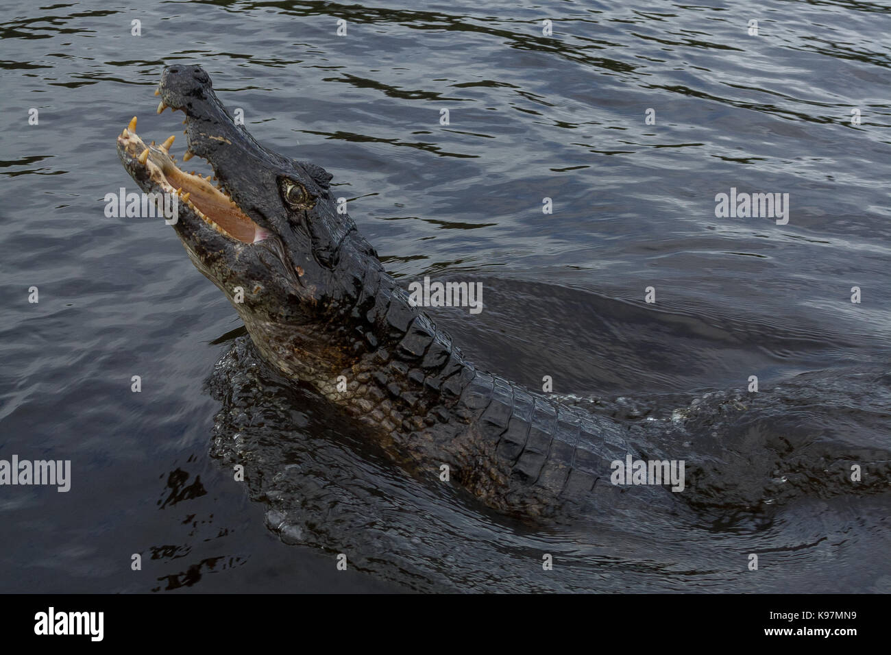 Brazilian Pantanal - Yacare Caiman Stock Photo - Alamy