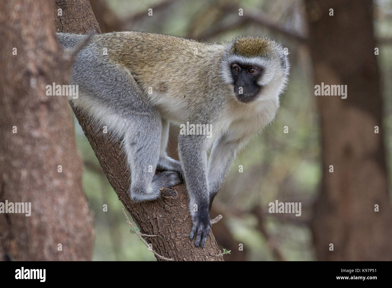 Velvet Monkey High Resolution Stock Photography and Images - Alamy