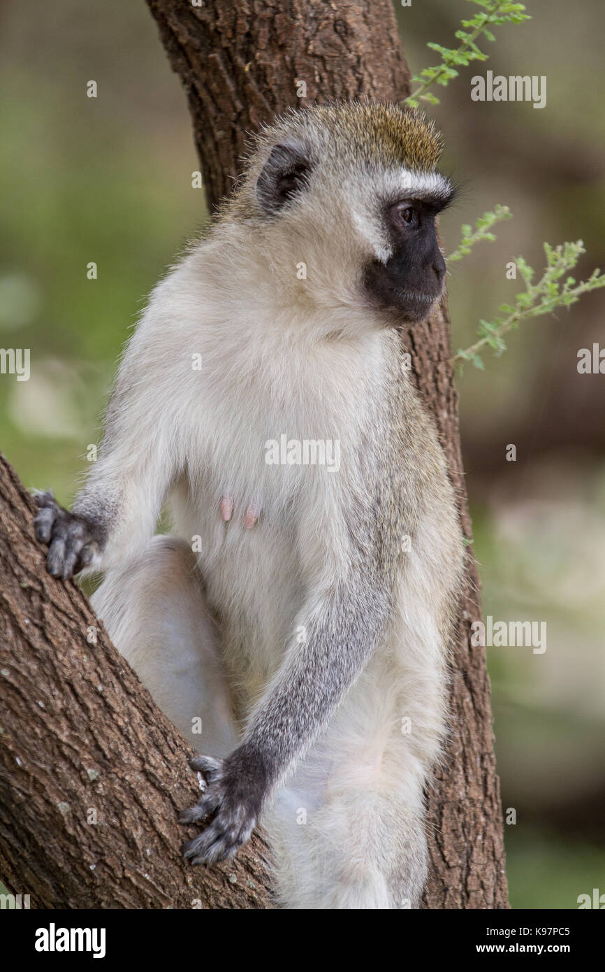 Velvet Monkey High Resolution Stock Photography and Images - Alamy