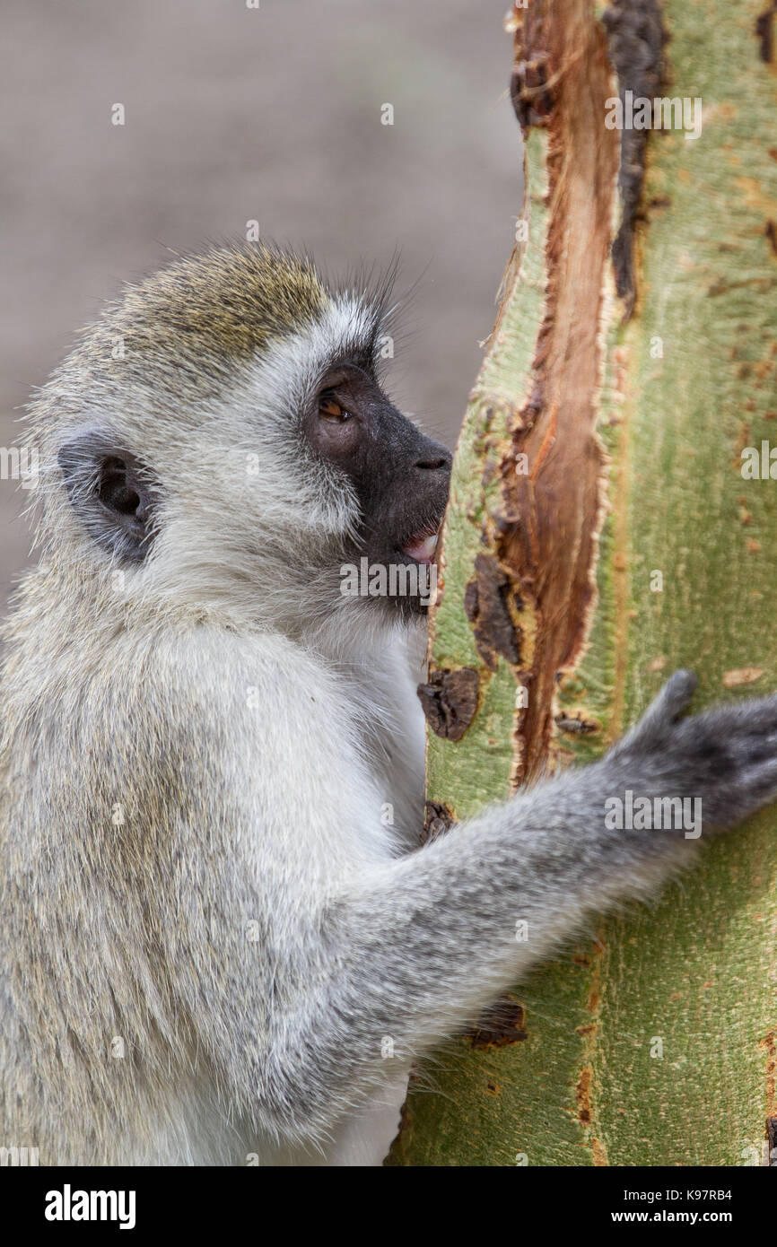Velvet Monkey in Tarangire National Park Stock Photo - Alamy