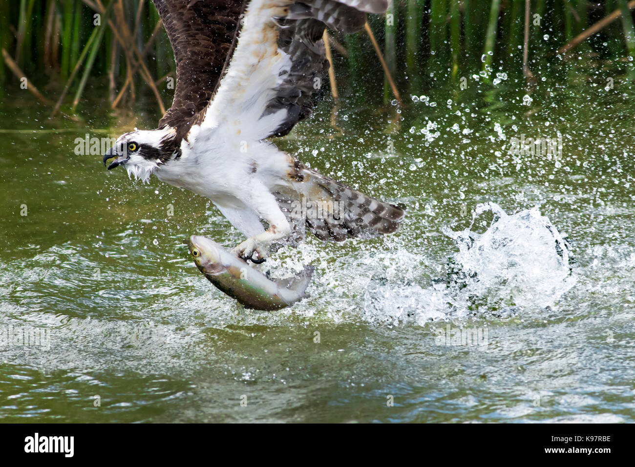 Osprey catching fish Stock Photo - Alamy