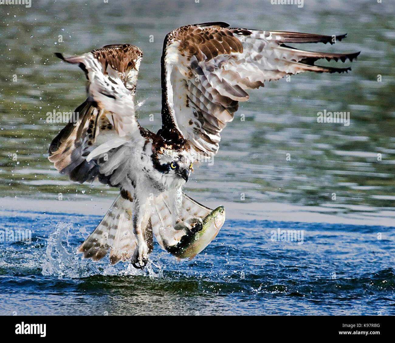 Osprey legs hi-res stock photography and images - Alamy