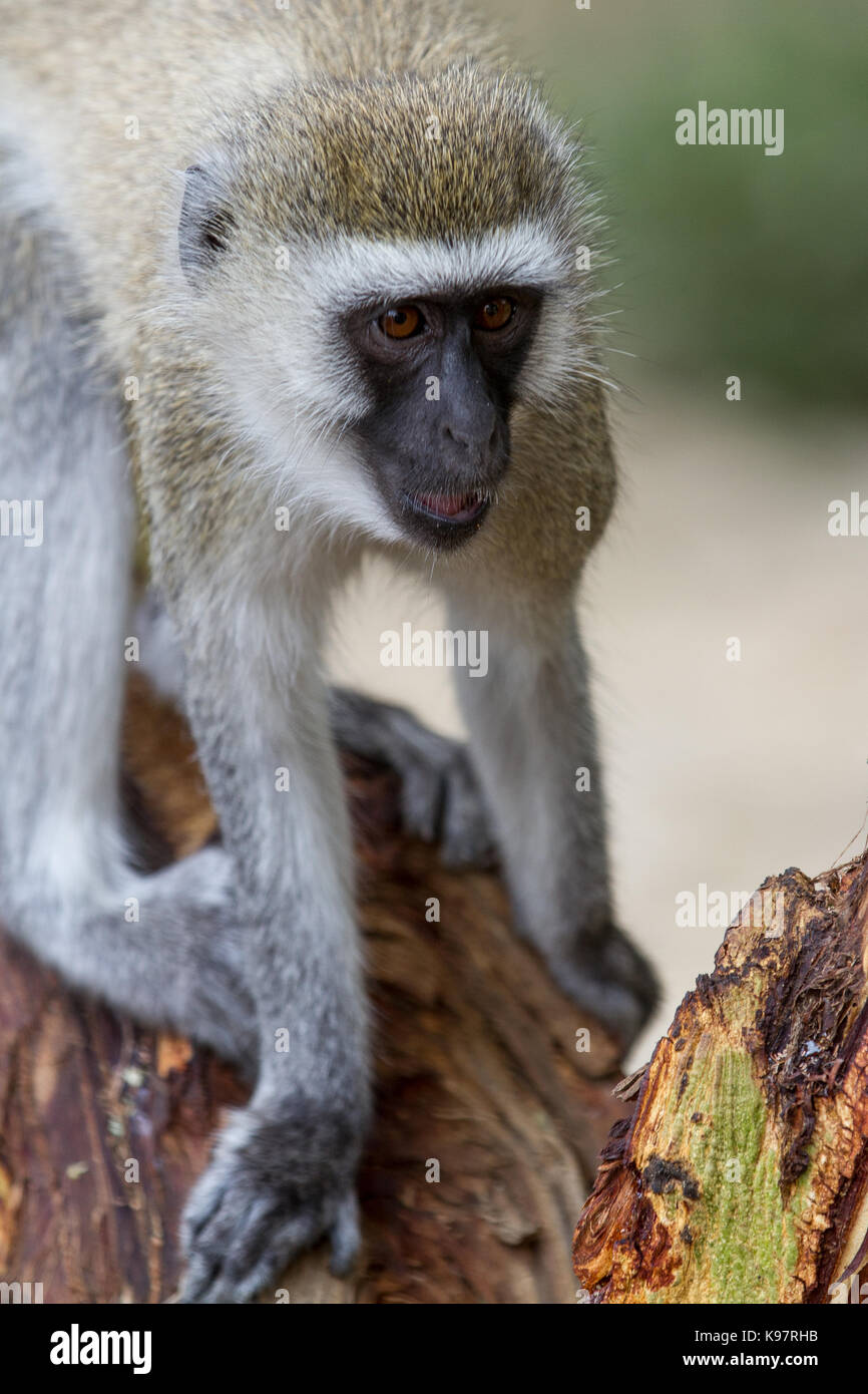 Velvet Monkey in Tarangire National Park Stock Photo - Alamy