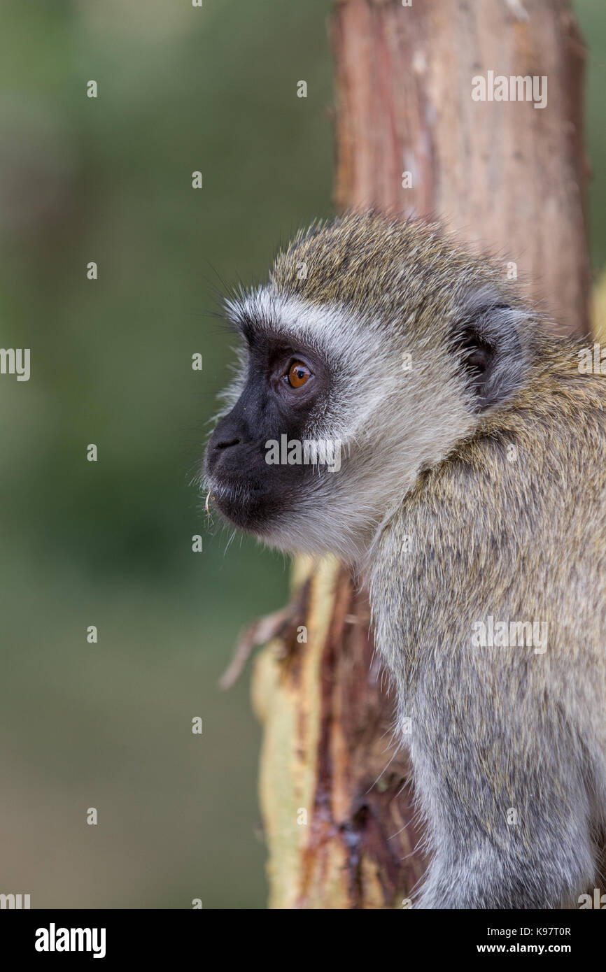 Velvet Monkey in Tarangire National Park Stock Photo - Alamy