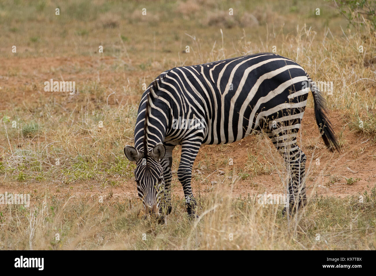 Zebras in Serengeti Stock Photo - Alamy