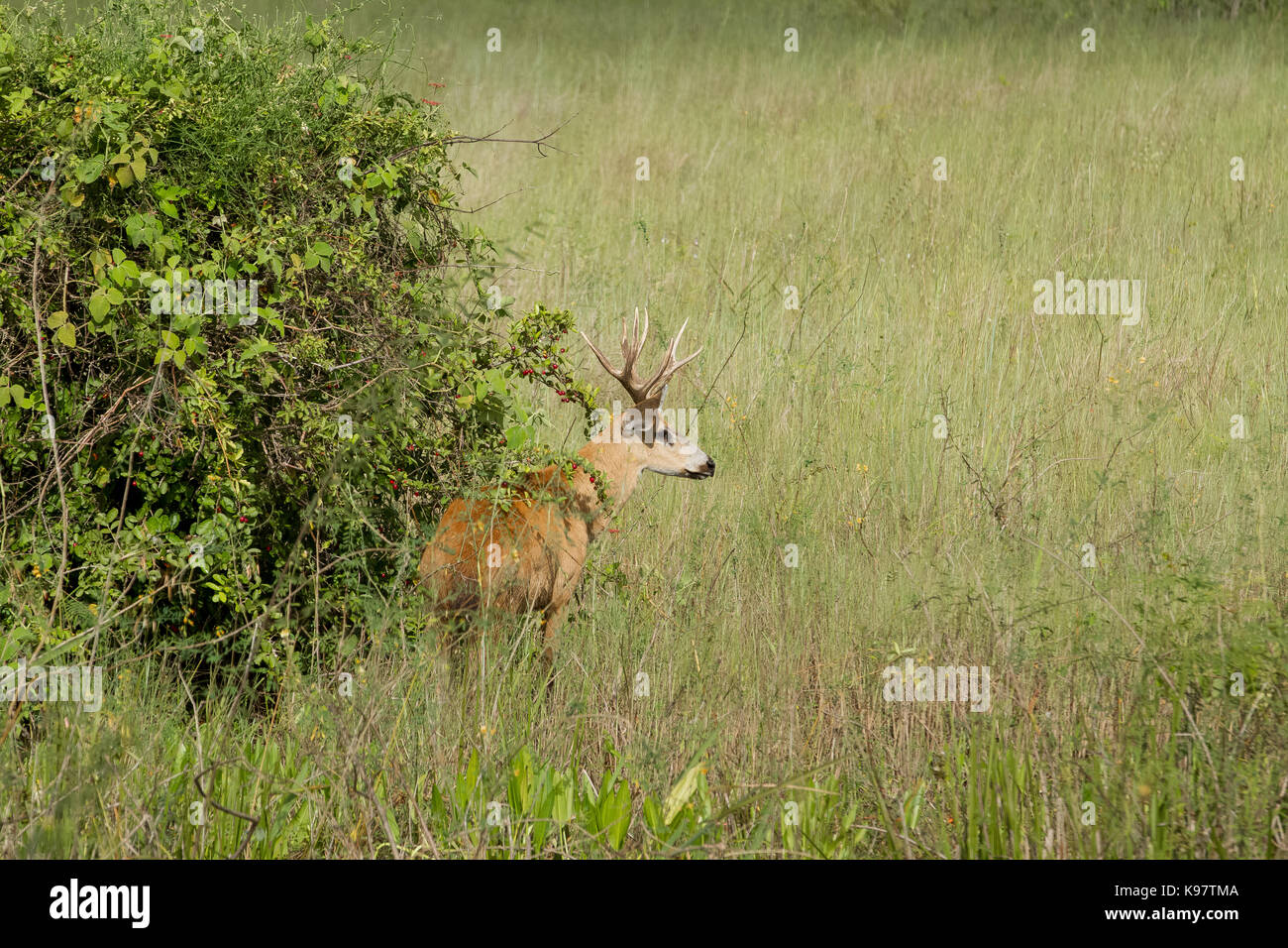 Brazilian Pantanal - Marsh Deer Stock Photo - Alamy