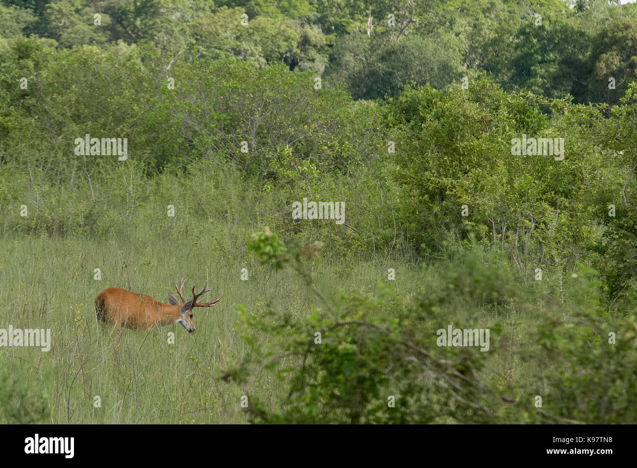 Brazilian Pantanal - Marsh Deer Stock Photo - Alamy