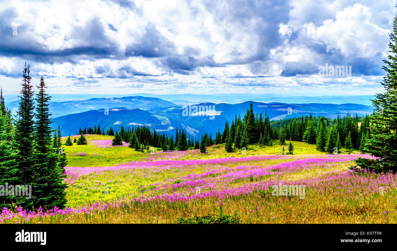 Hiking through alpine meadows covered in pink fireweed wildflowers in ...