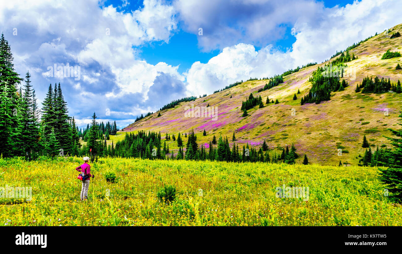 Woman hiking through high alpine meadows with pink fireweed wildflowers ...