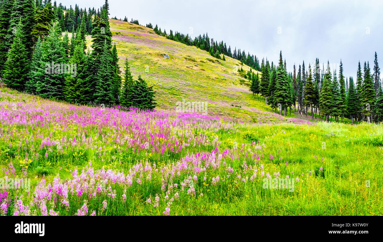 Hiking through alpine meadows covered in pink fireweed wildflowers in ...