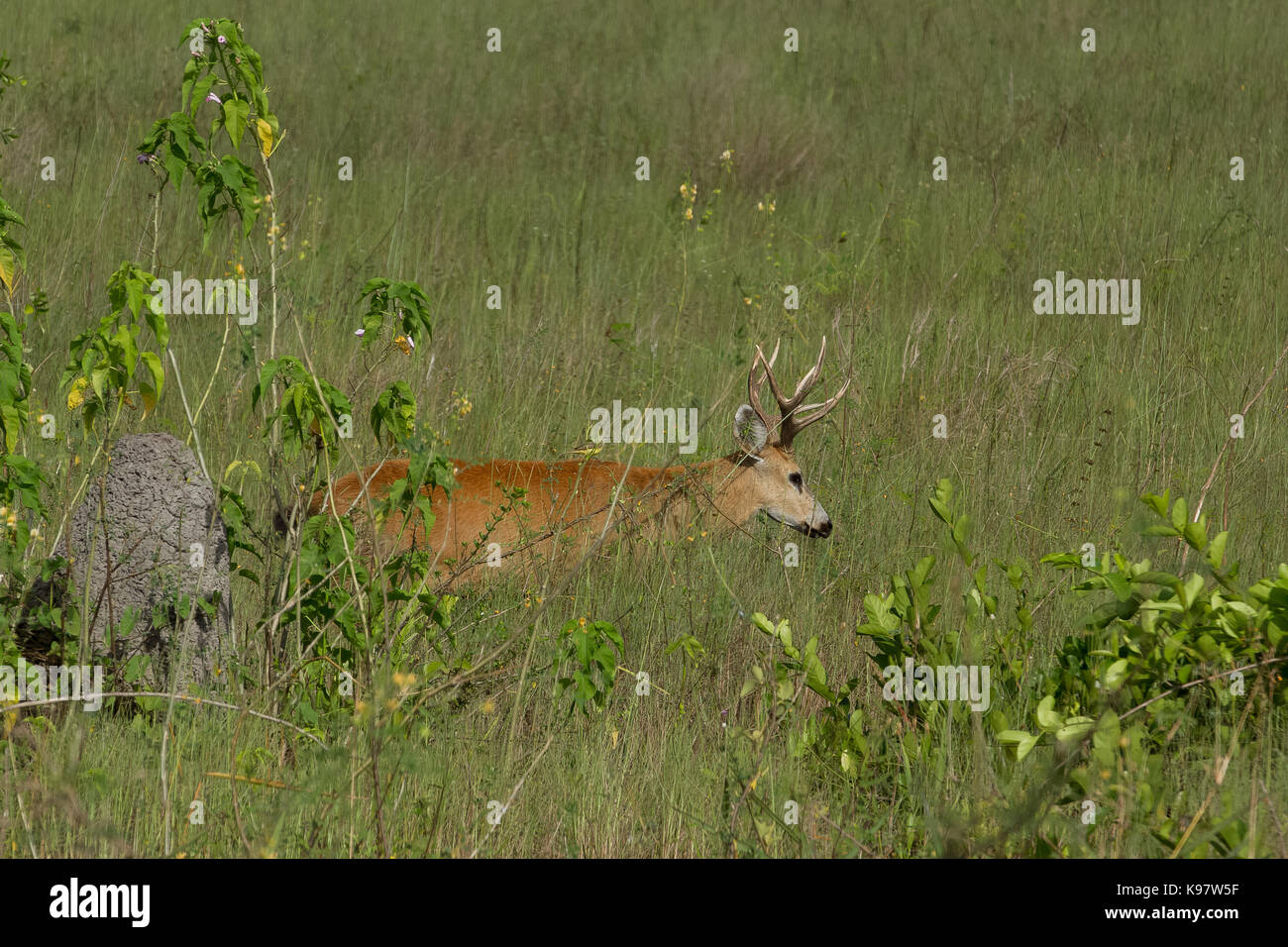 Brazilian Pantanal - Marsh Deer Stock Photo - Alamy