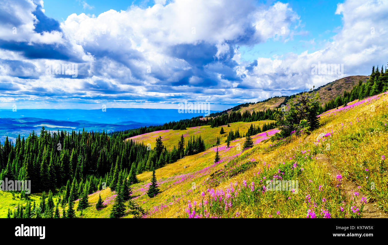 Hiking through alpine meadows covered in pink fireweed wildflowers in ...