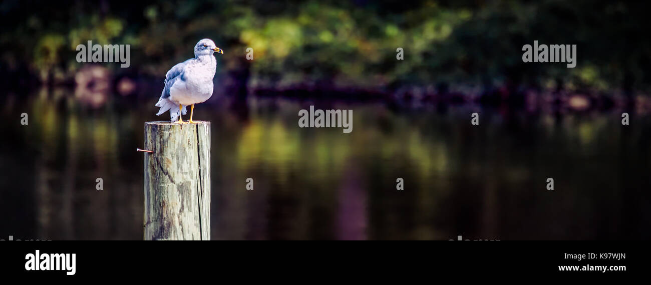 A seagull sitting above the water, on his perch, in a Virginia river ...