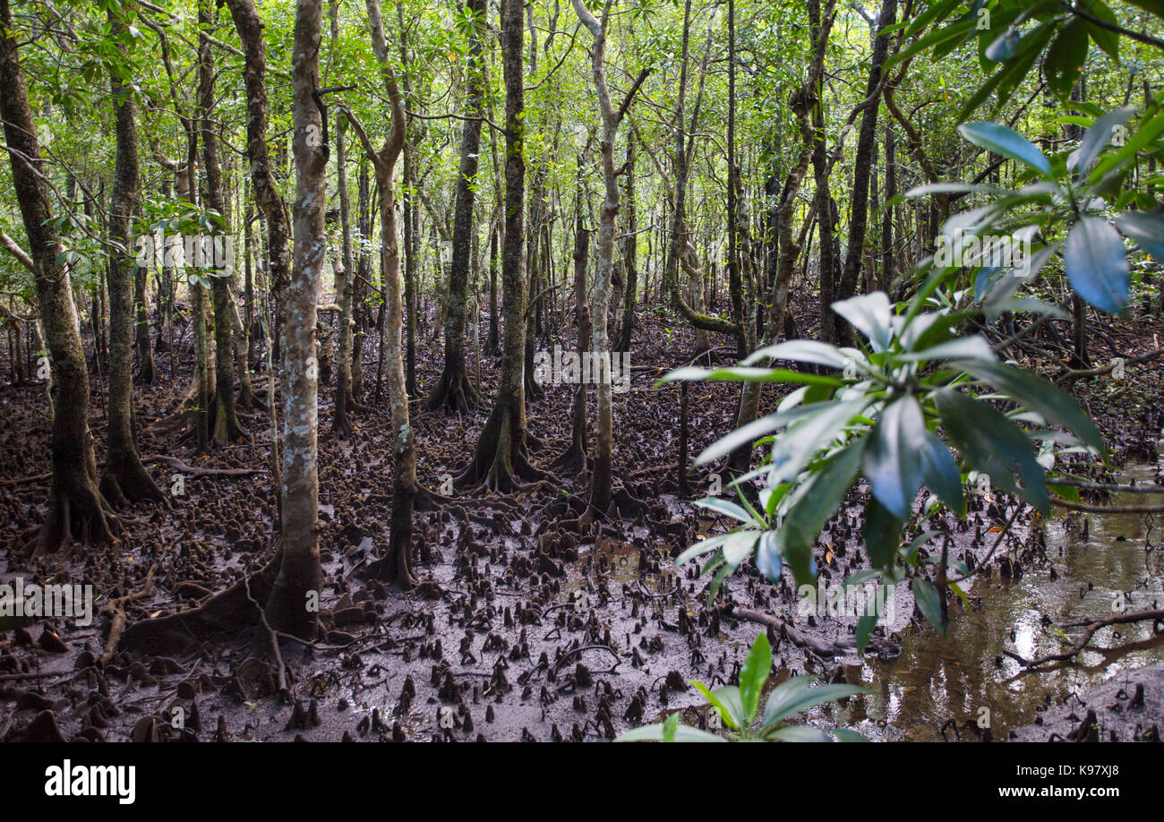 Mangrove forest in Daintree National Park, Queensland, Australia Stock ...