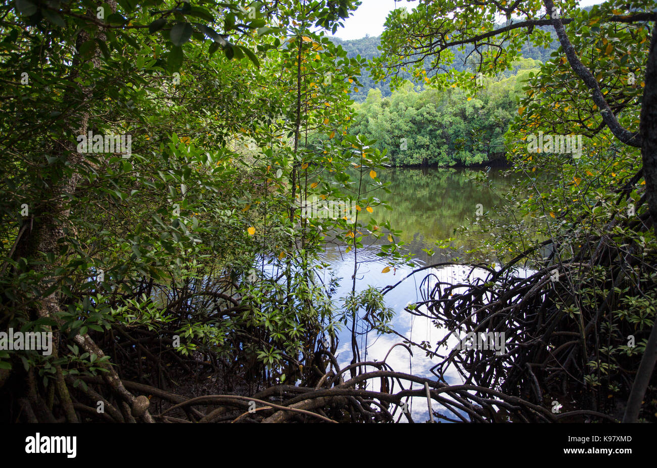 Mangrove forest along Cooper's Creek in Daintree National Park ...