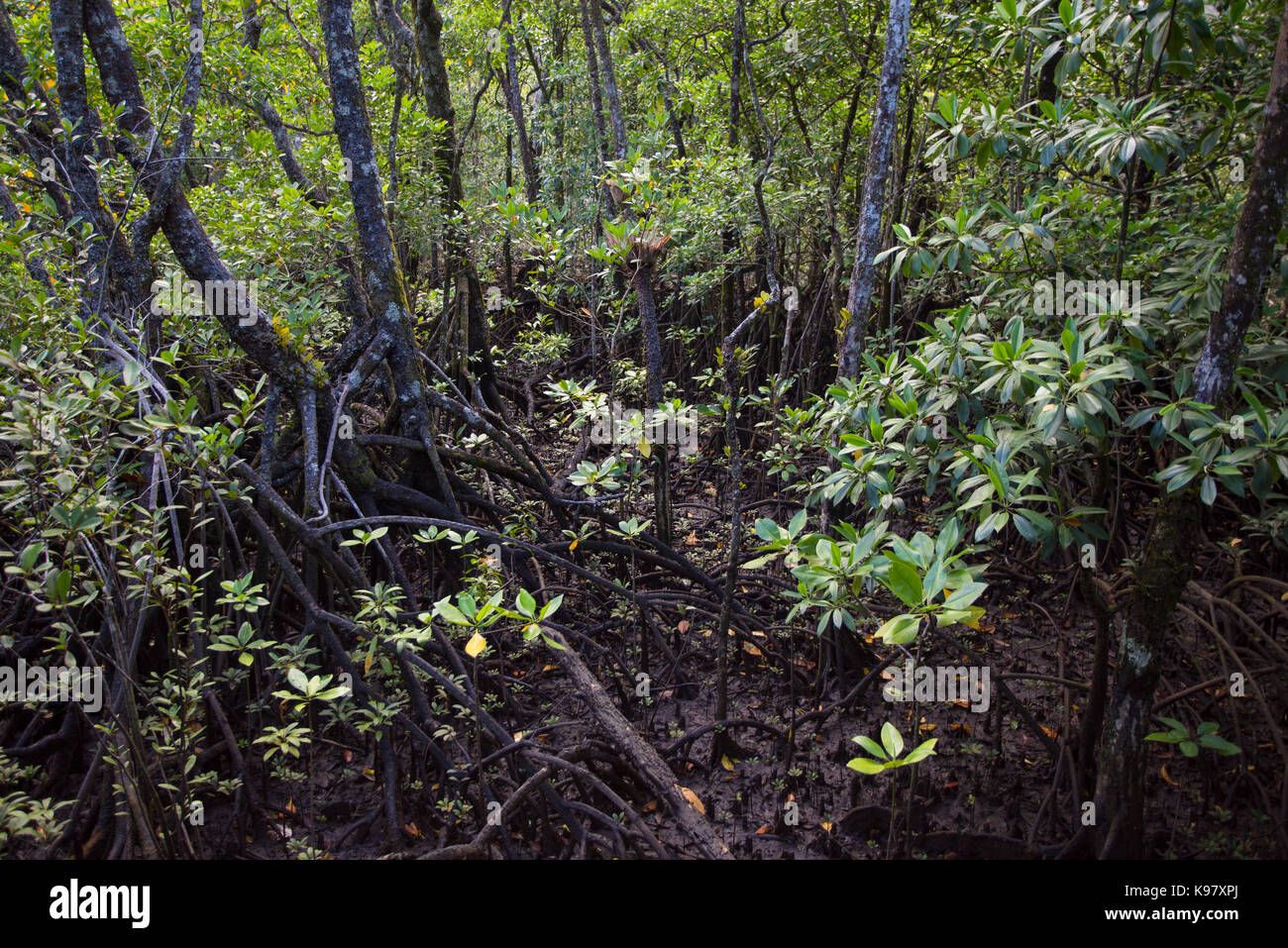 Mangrove ecosystem hi-res stock photography and images - Alamy