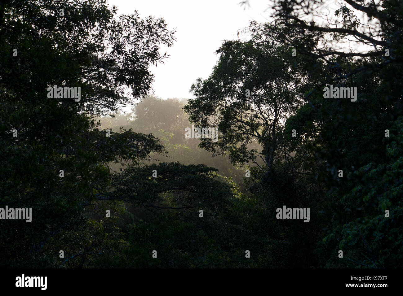Rainforest in Mount Lewis National Park, Queensland, Australia Stock ...