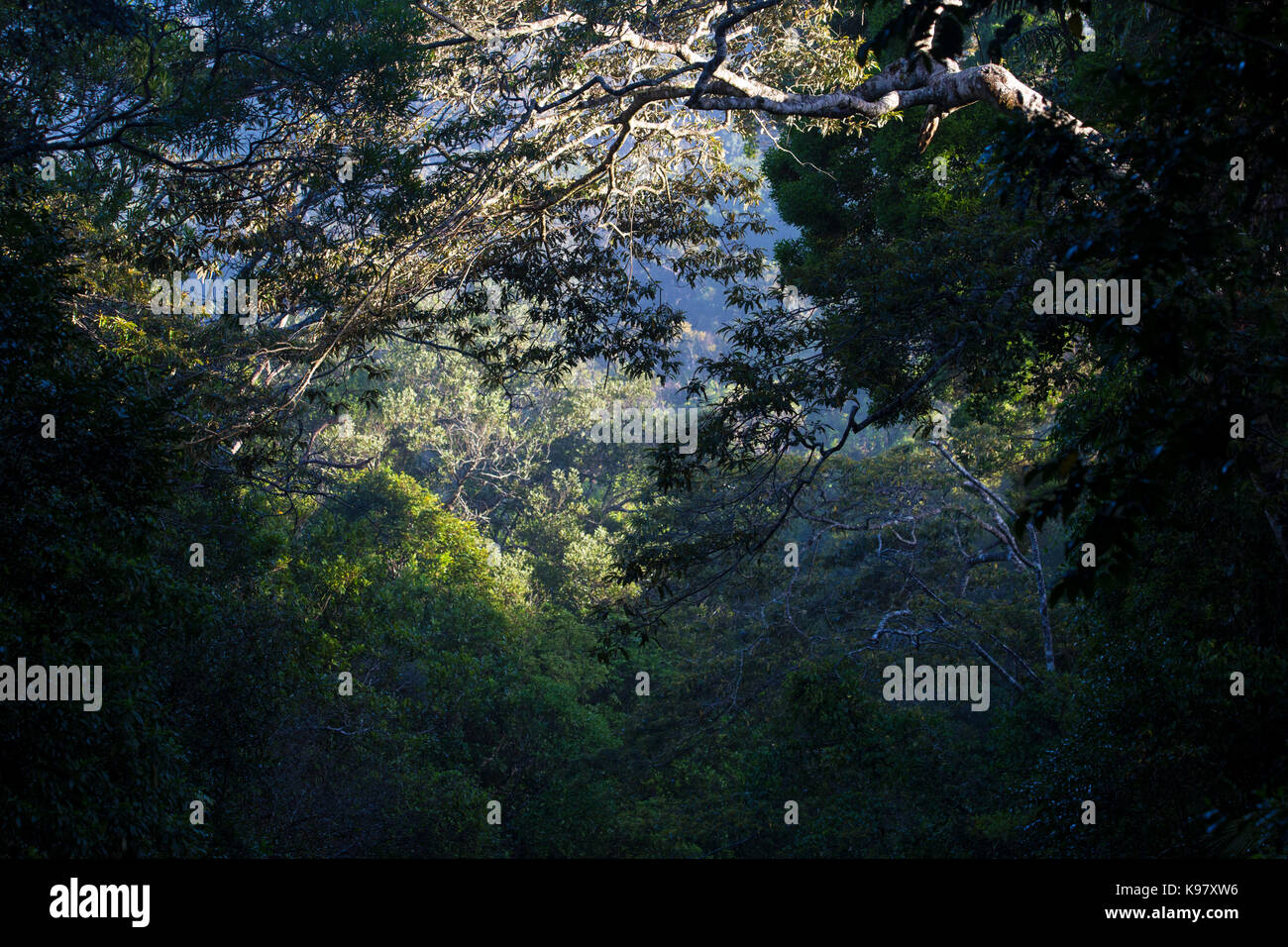 Cloud forest at dawn in Mount Lewis National Park, Queensland ...