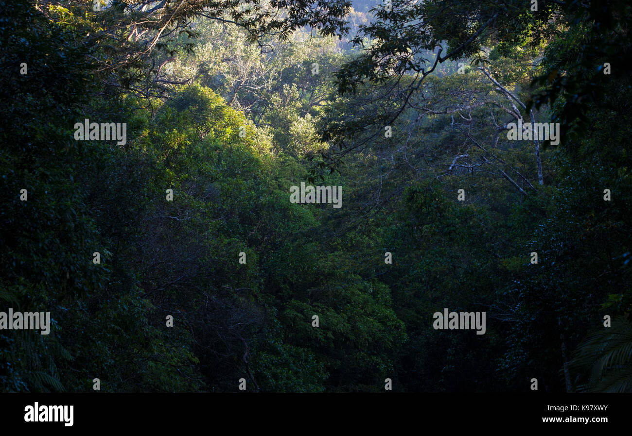 Cloud forest at dawn in Mount Lewis National Park, Queensland ...