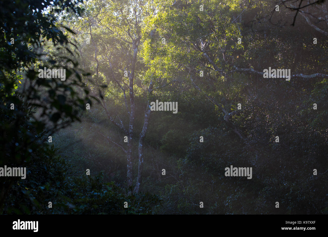 Cloud forest at dawn in Mount Lewis National Park, Queensland ...